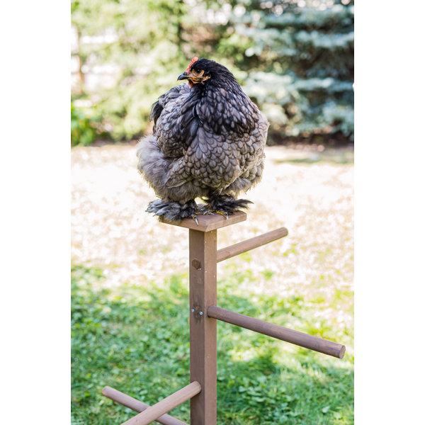 Arlmont & Co. Rhema Roosting Perch | Wayfair
