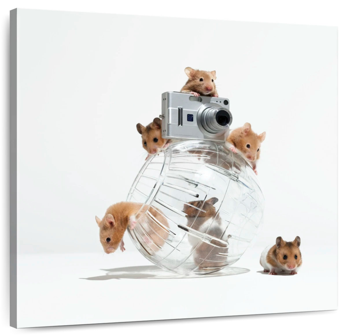 Ebern Designs Brampt Picture Perfect Hamsters | Wayfair