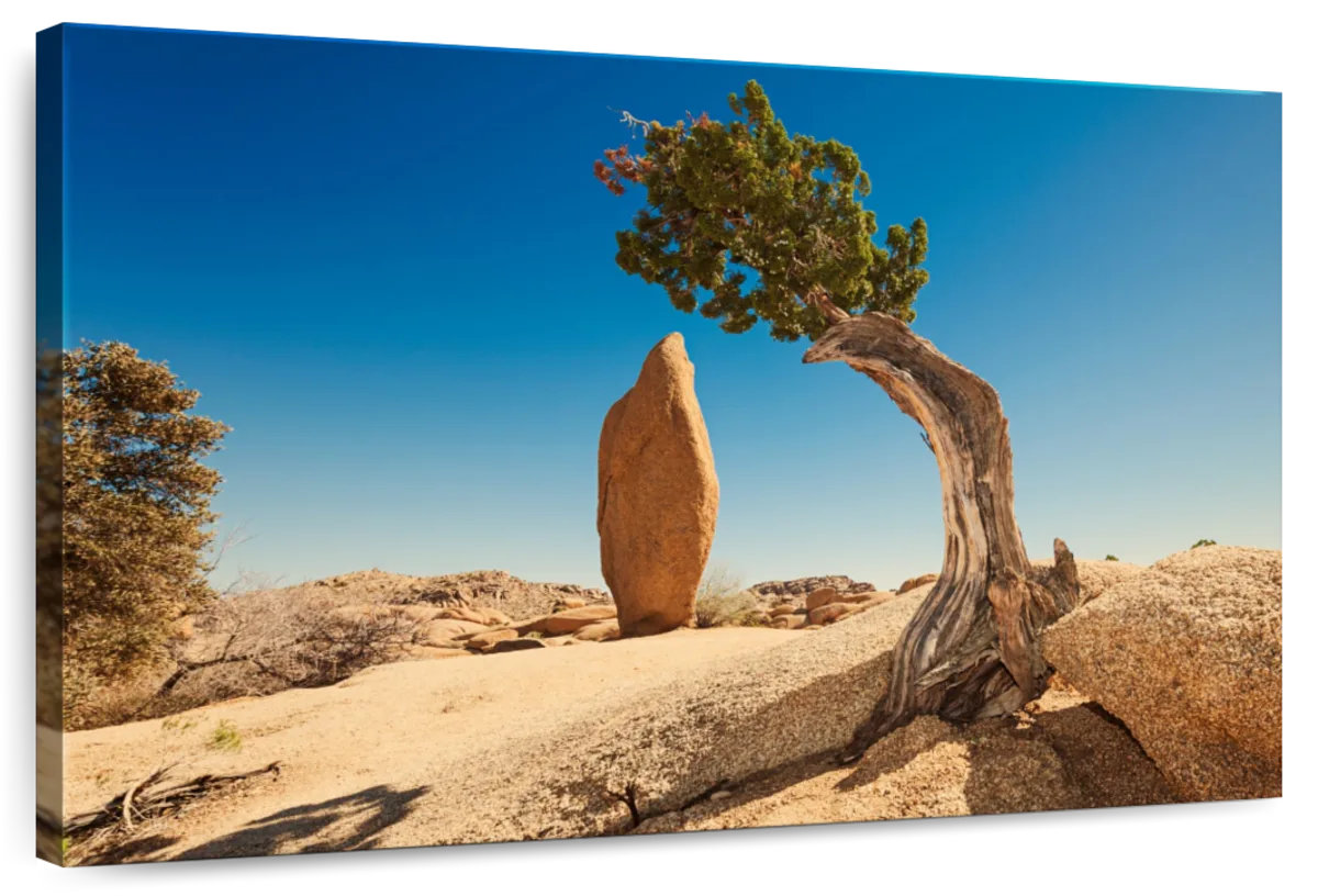 Ebern Designs Nicci Joshua Tree Park Juniper And Monolith - Wayfair Canada