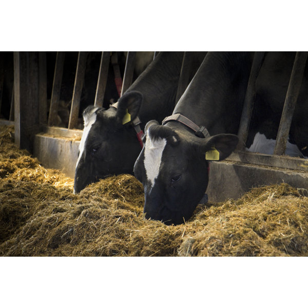 Brambly Cottage Holstein Dairy Cows by AndrewLinscott - No Frame Art ...