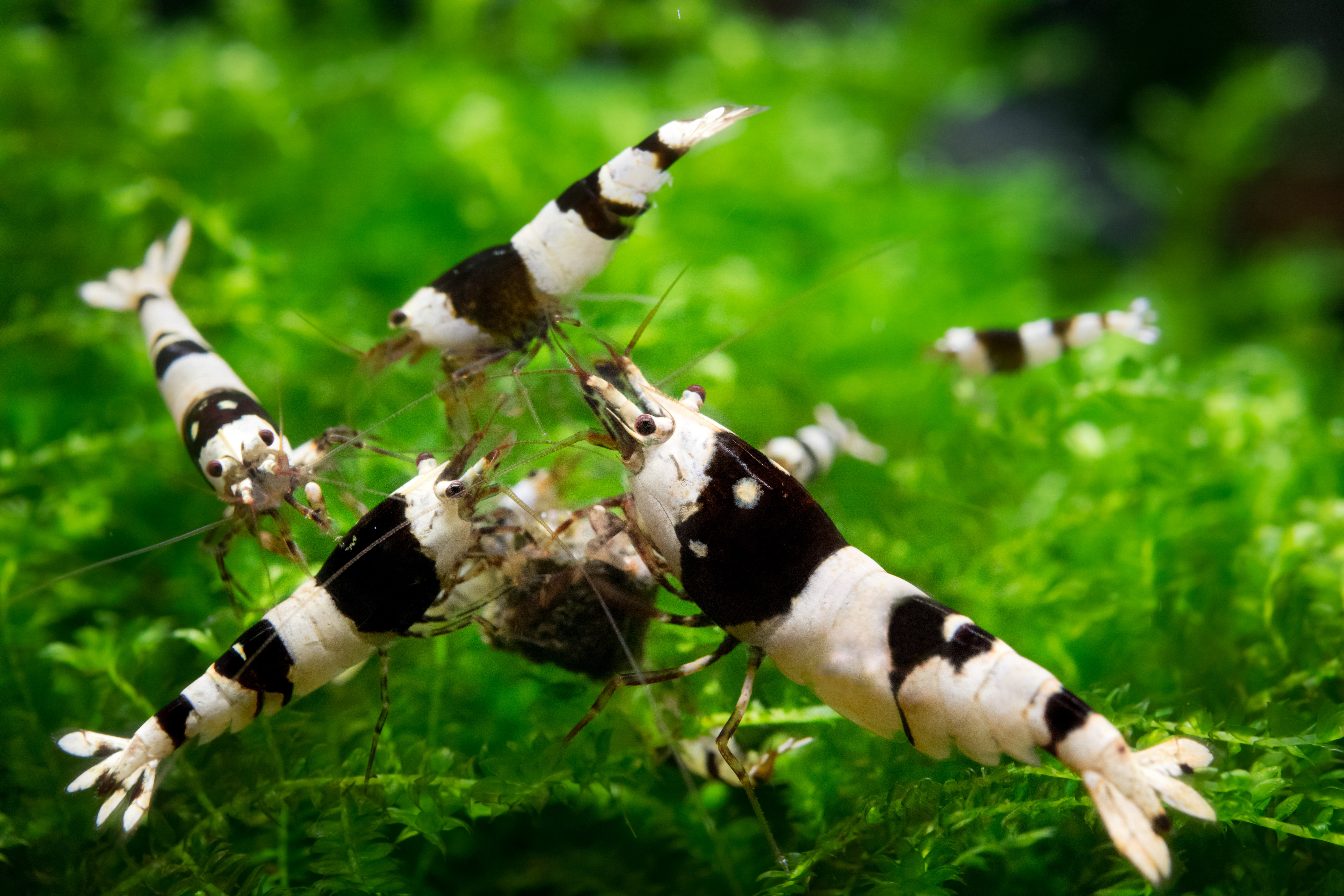 Rosecliff Heights Derrie Black Crystal Shrimps On Canvas Photograph ...