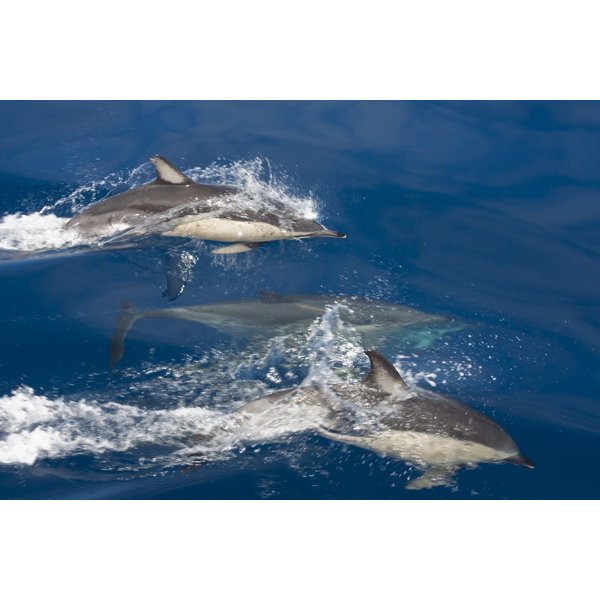 House of Hampton Dolphins by Percds - Print | Wayfair.co.uk