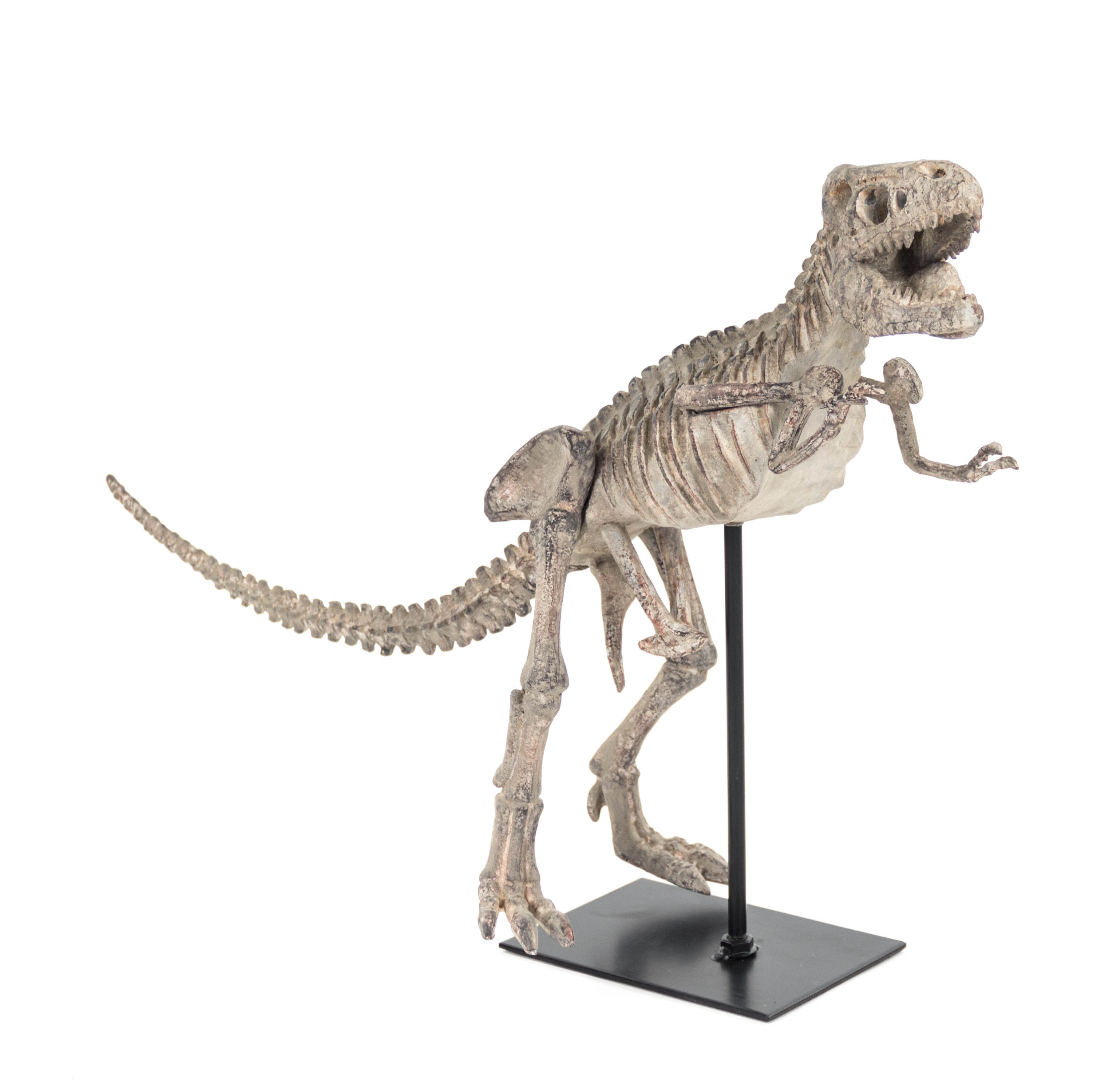 Zentique Dinosaur Skeleton with Base Wall Décor | Perigold