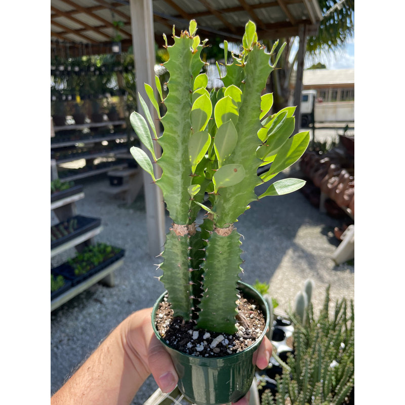 Florida House Plants Original African Milk Tree Euphorbia Trigona Green ...