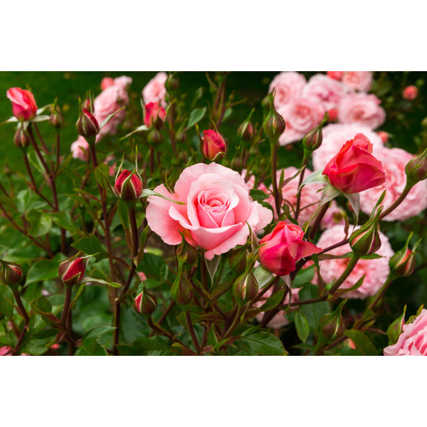 Canora Grey Pink Roses In Garden - Wrapped Canvas Print | Wayfair.co.uk