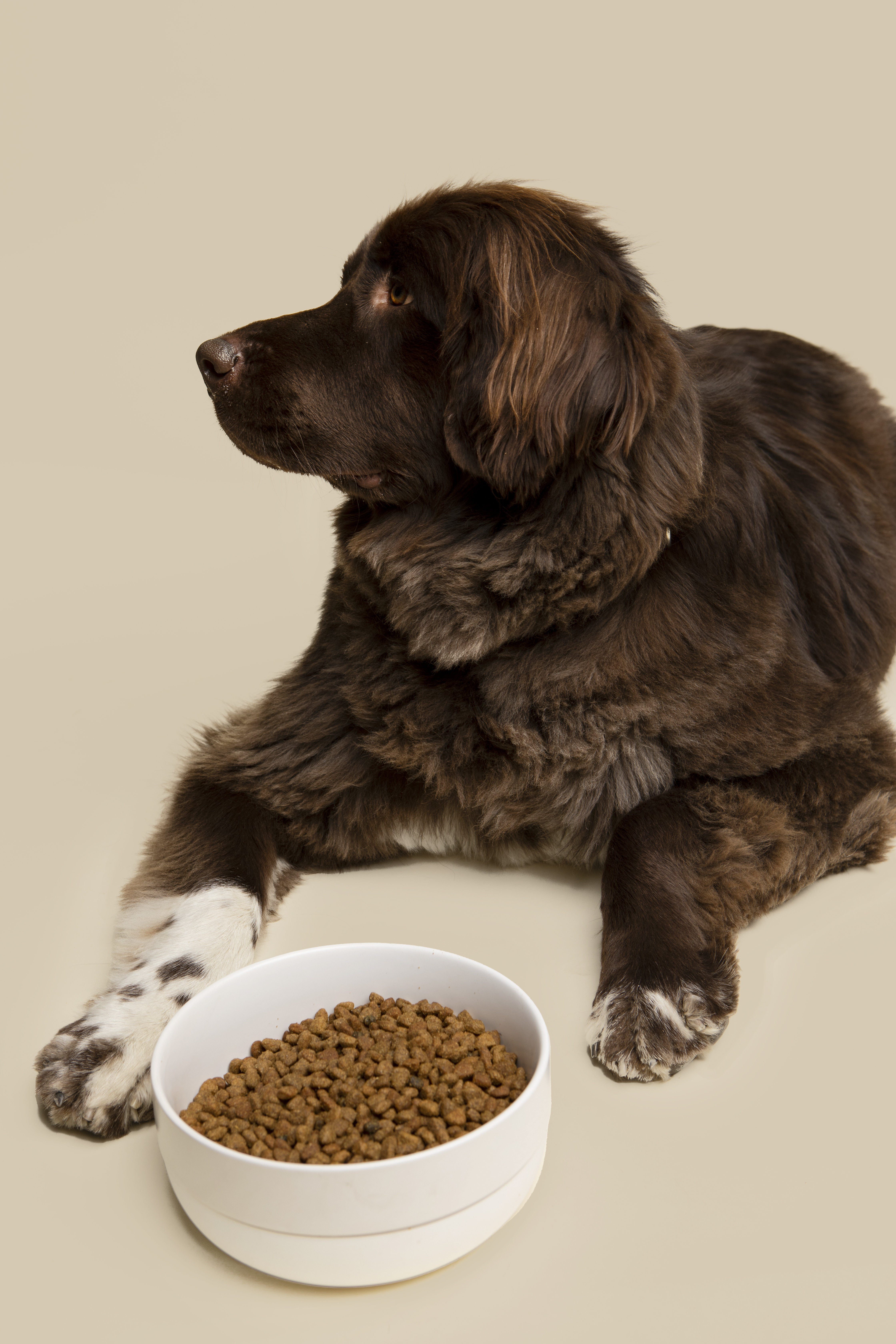 Waggo Cling Silicone Bottom Bowl & Reviews | Wayfair