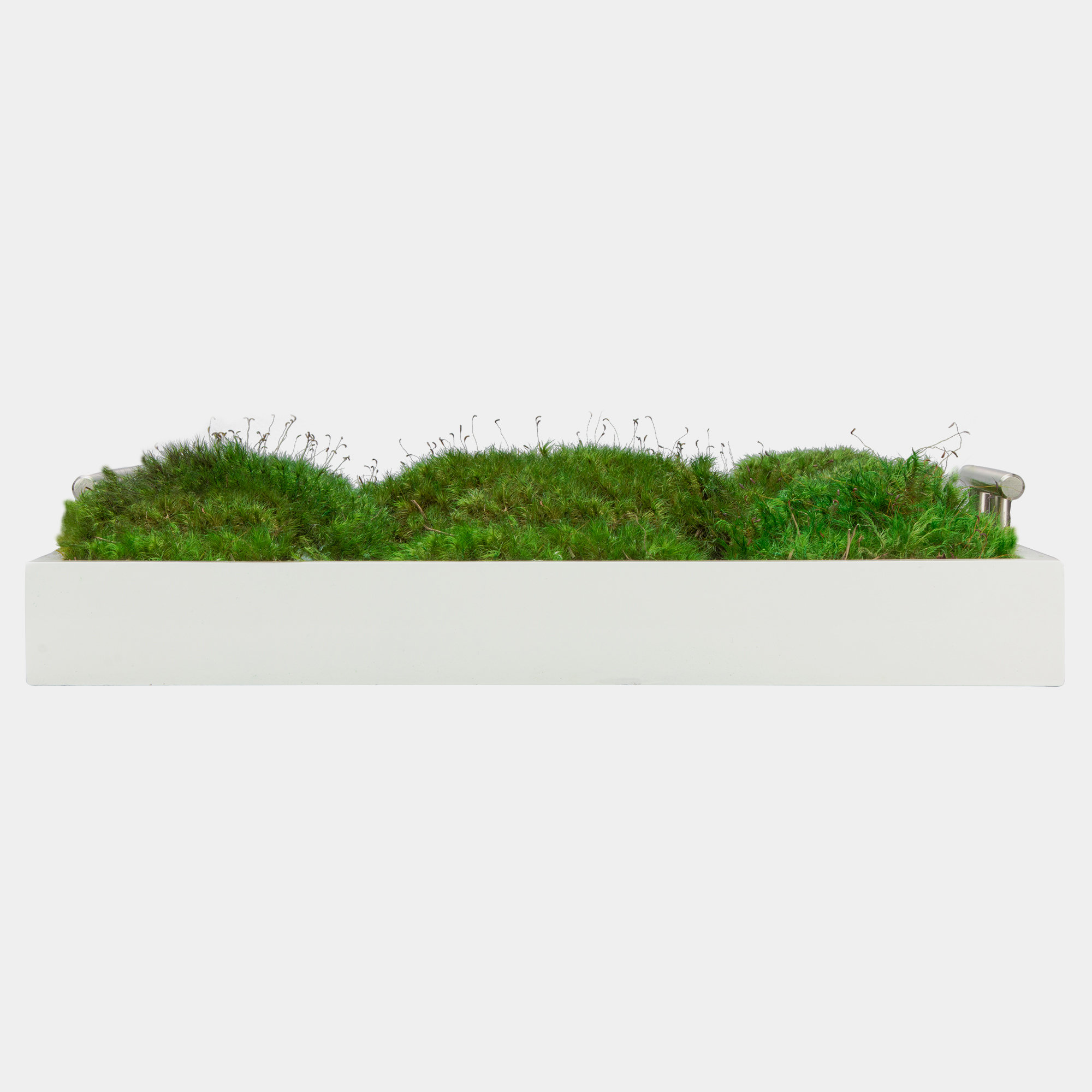 Moss Pure Moss Tray - Wayfair Canada
