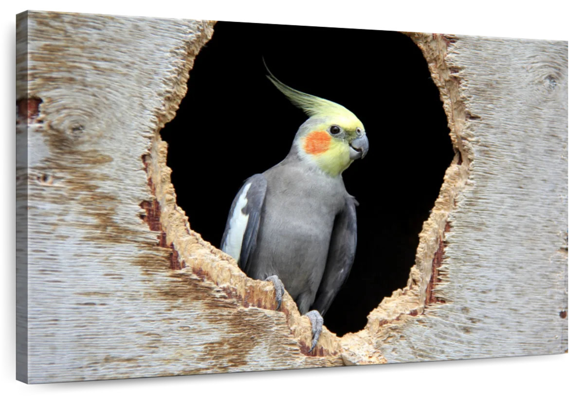 Ebern Designs Cockatiel Brampt dans un trou - Wayfair Canada