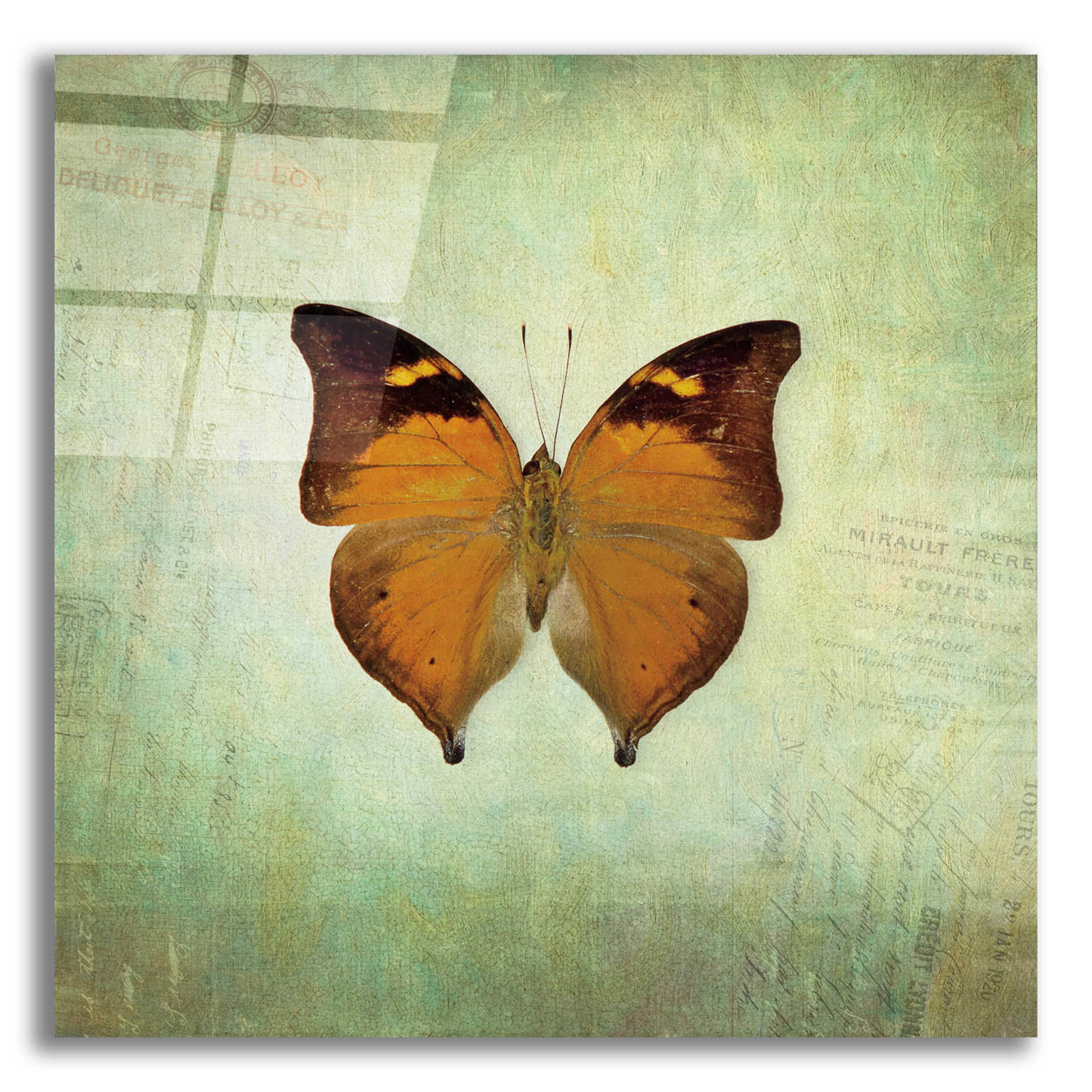August Grove® French Butterfly VII by Debra Van Swearingen - Unframed ...