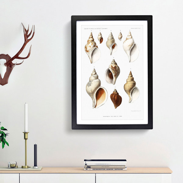 East Urban Home Conch Shells by Albert I - Picture Frame Painting Print ...