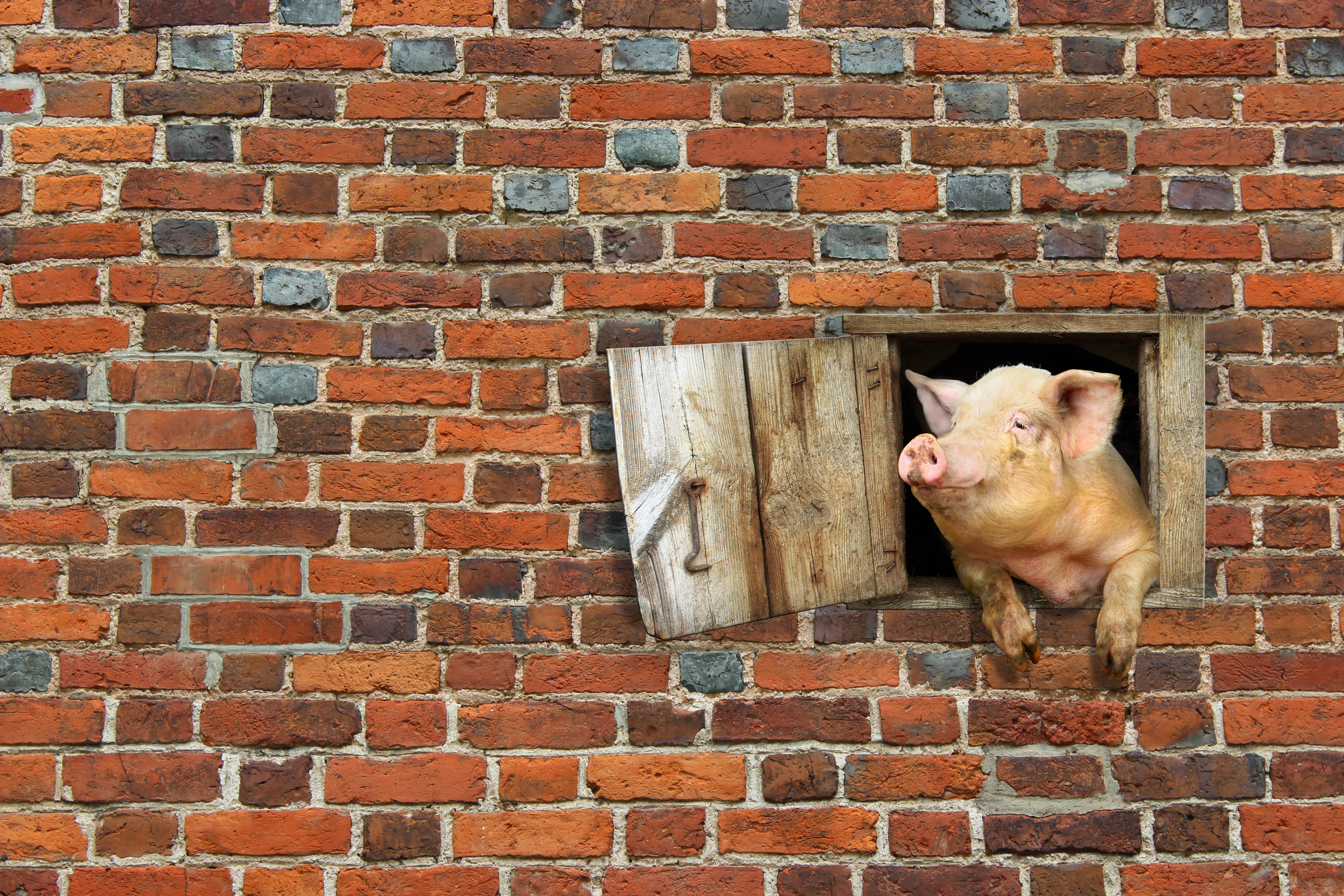 Gracie Oaks Pig Looking out by Alexmak72427 - Wrapped Canvas Photograph ...