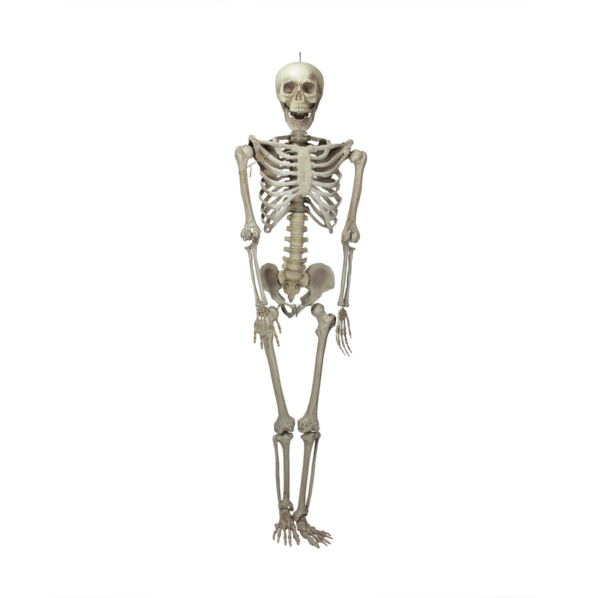 Northlight Seasonal 6.5' Ivory and Gray Life-Size Jointed Skeleton ...