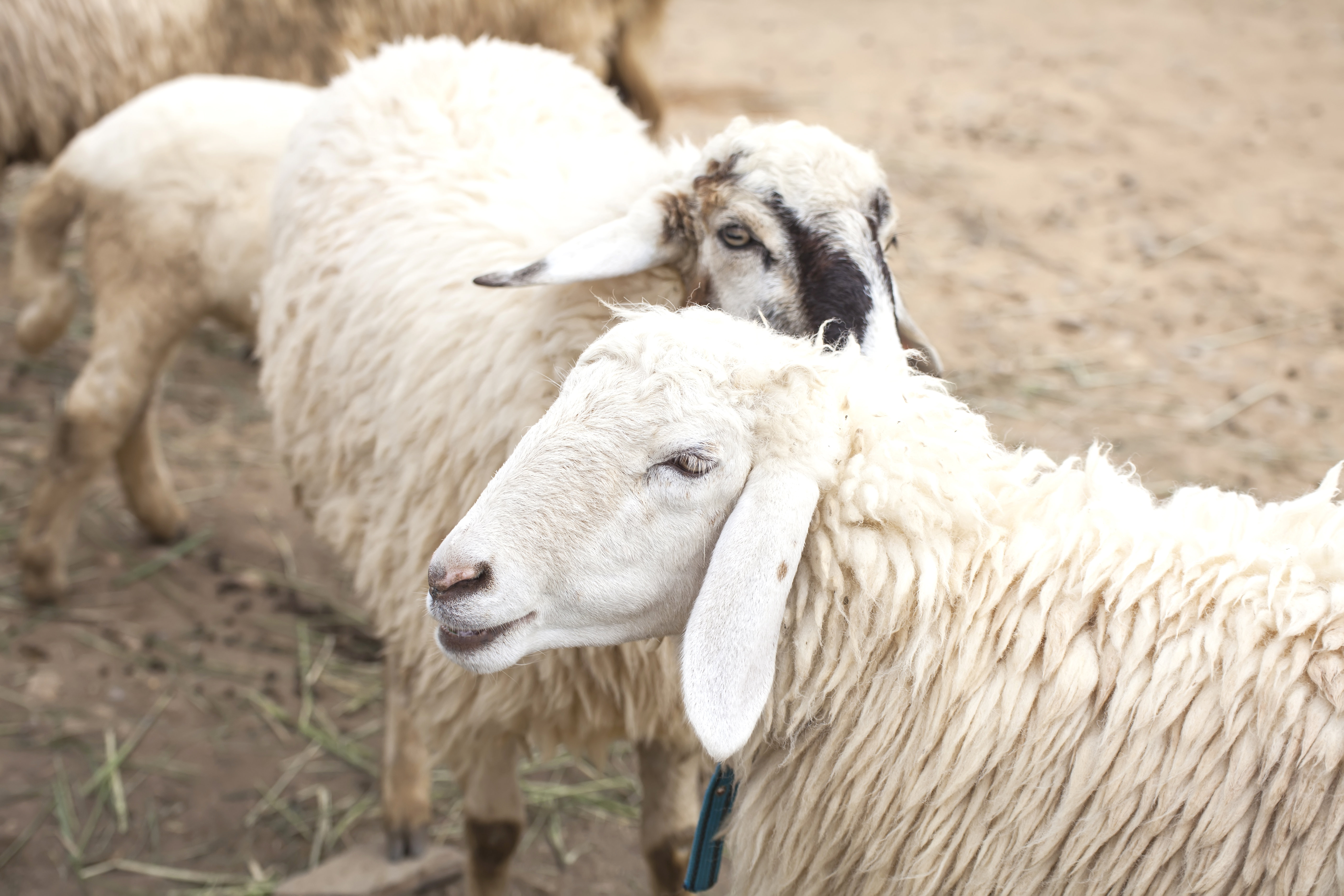 Gracie Oaks Sheep - Wrapped Canvas Photograph | Wayfair