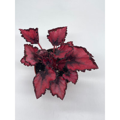 Florida House Plants Red Robin Begonia Rex Dark 4 Inch PaintedLeaf ...