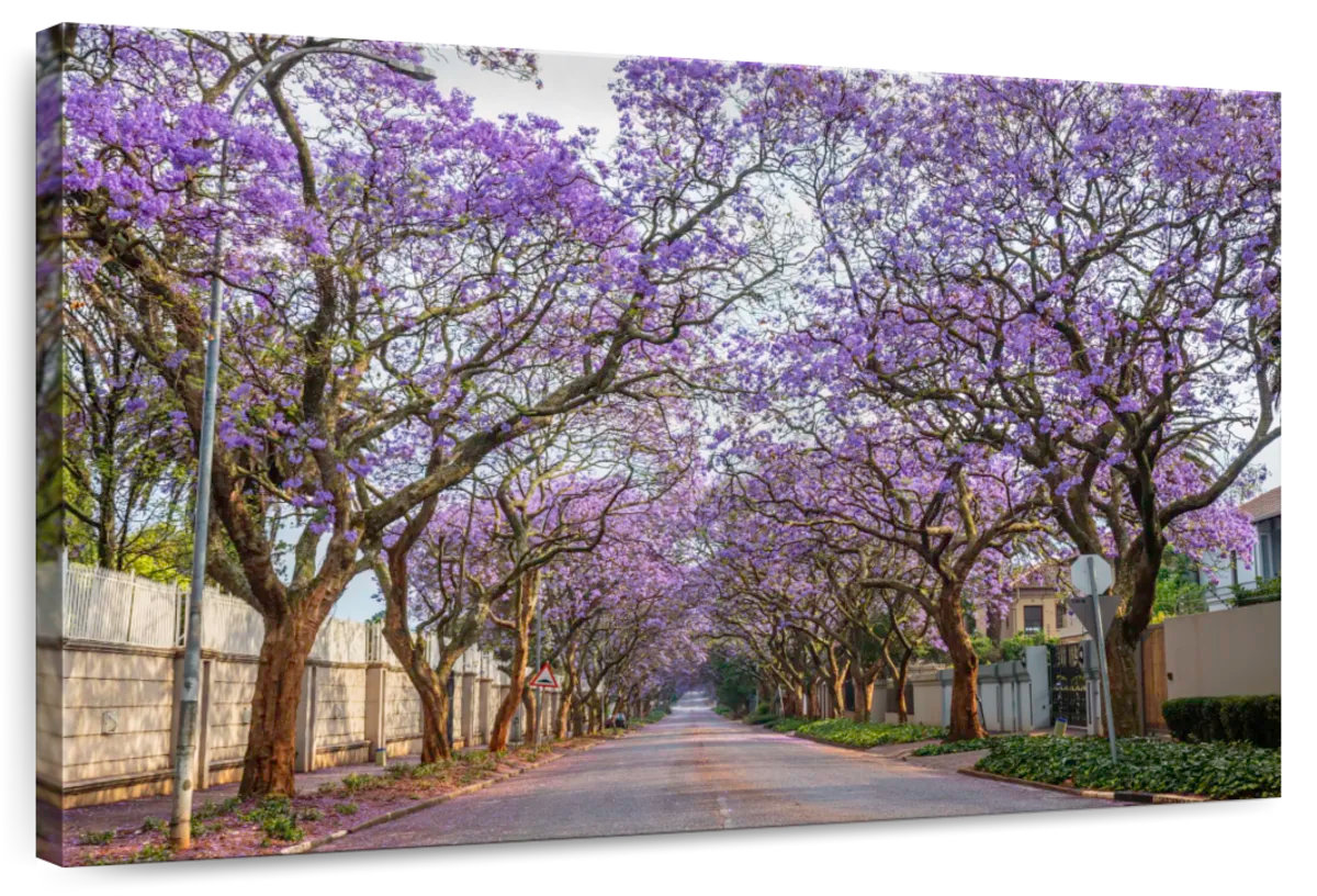 Elephant Stock Saxonwold Jacaranda Lane | Wayfair