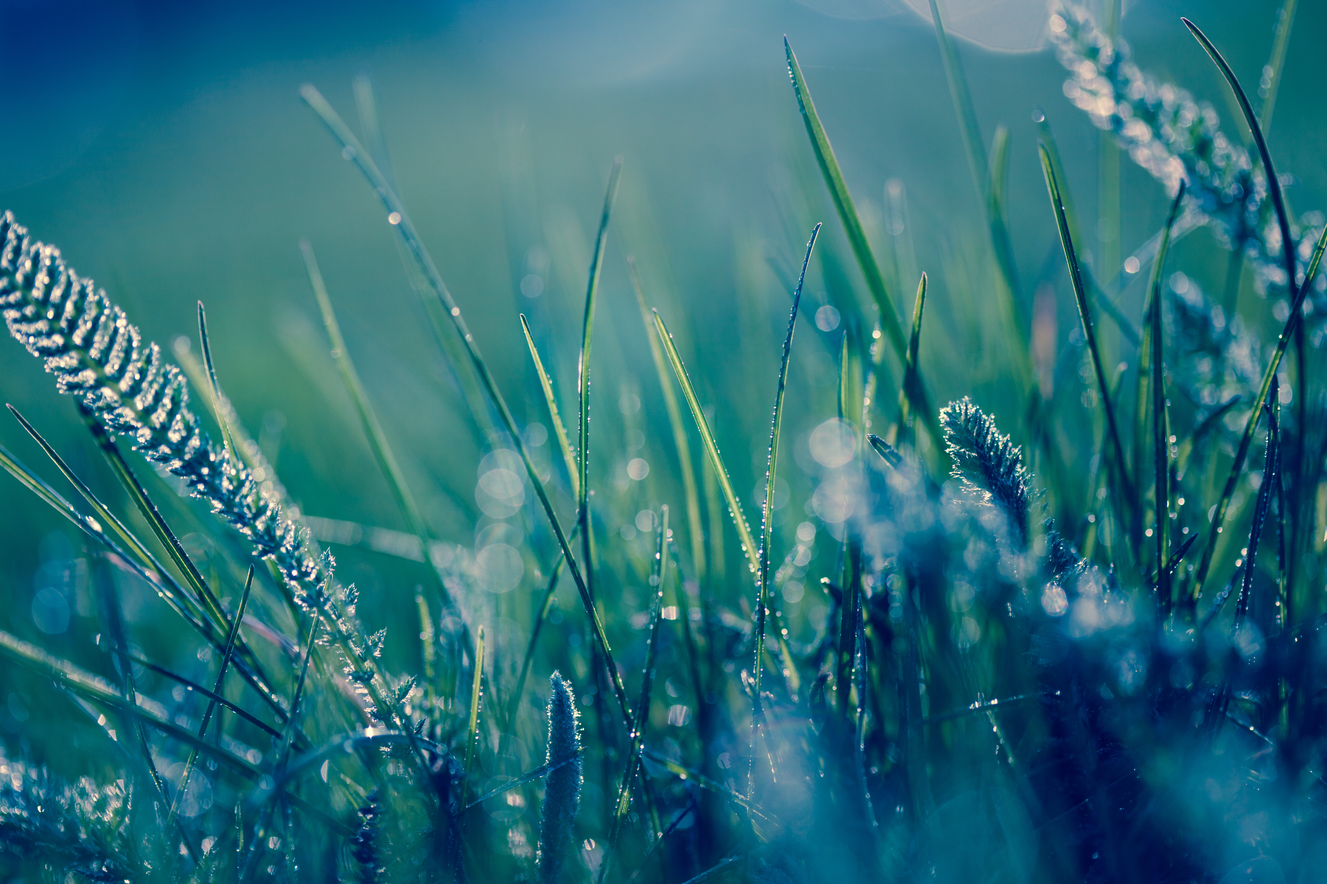 Latitude Run® Fresh Spring Grass with Water Drops by Jasmina007 | Wayfair