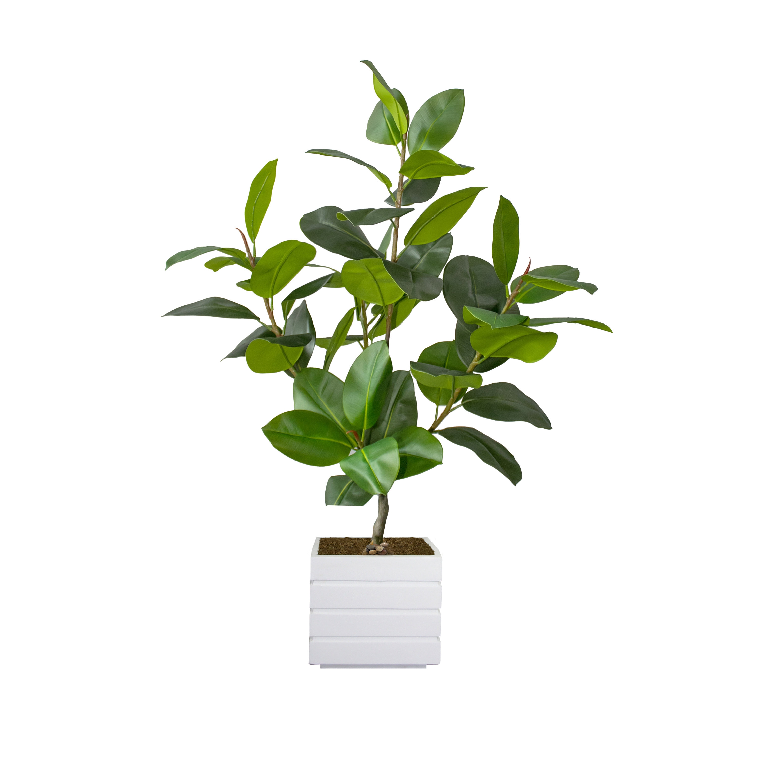 Primrue 60 Rubber Plant Plant | Wayfair