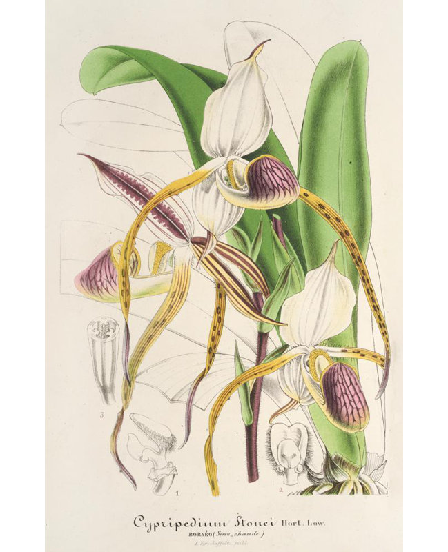 August Grove® "Cypripedium Stonei" by Charles Antoine Lemaire - Gallery ...