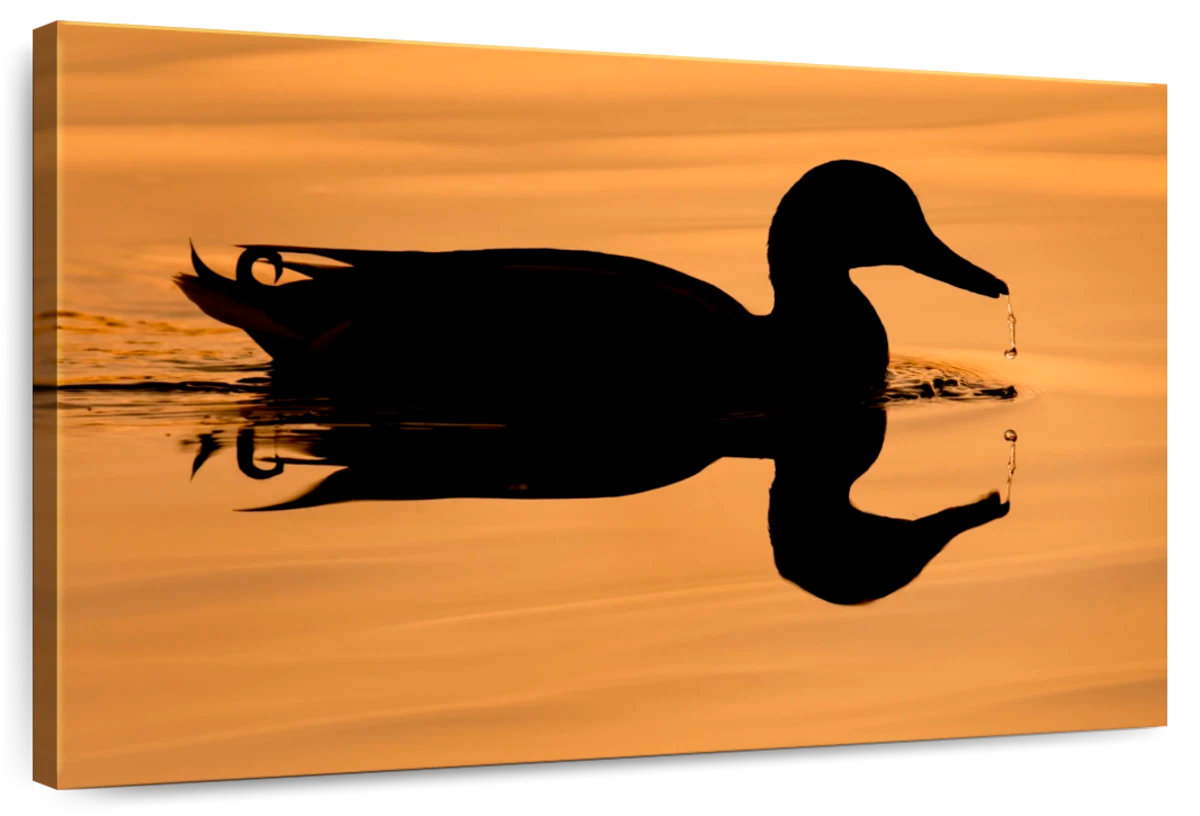 Ebern Designs Brampt Mallard Duck Silhouette - Wayfair Canada