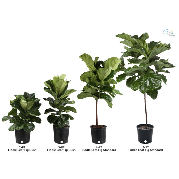 Costa Farms Fiddle Leaf Fig Plant in Planter & Reviews | Perigold