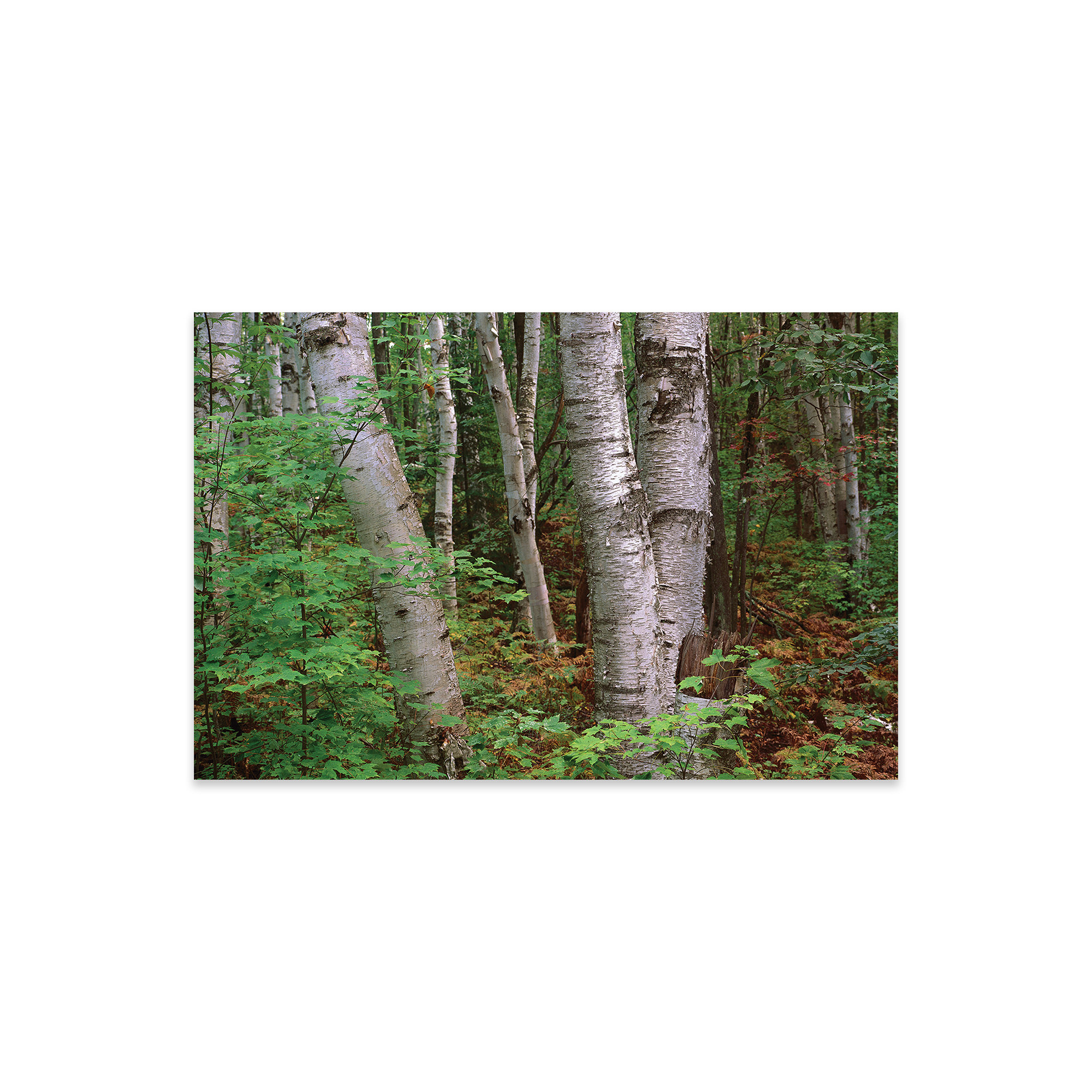 Millwood Pines Antavius Birch Forest, Pictured Rocks National Lakeshore ...
