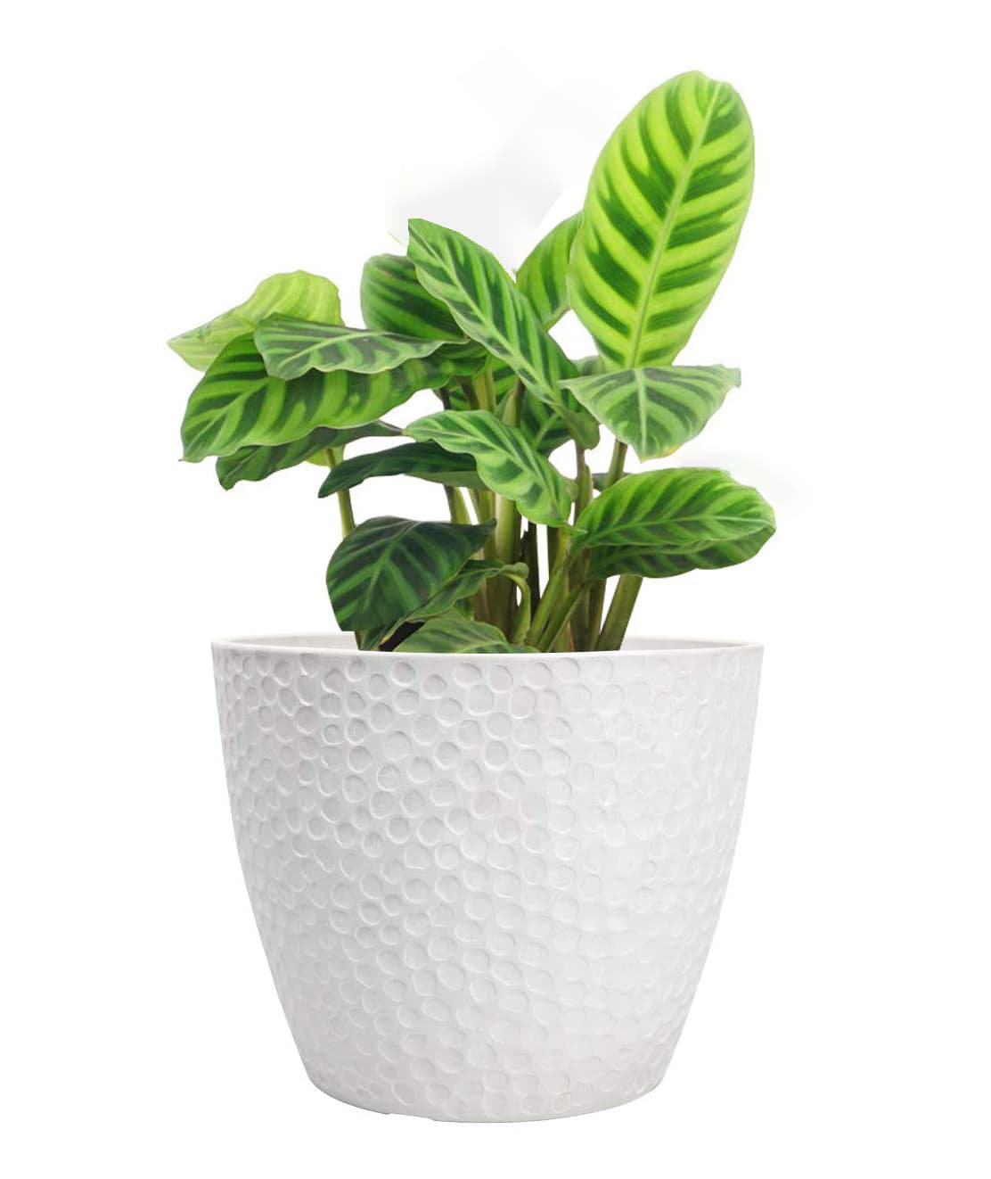Latitude Run® Pot Planter | Wayfair