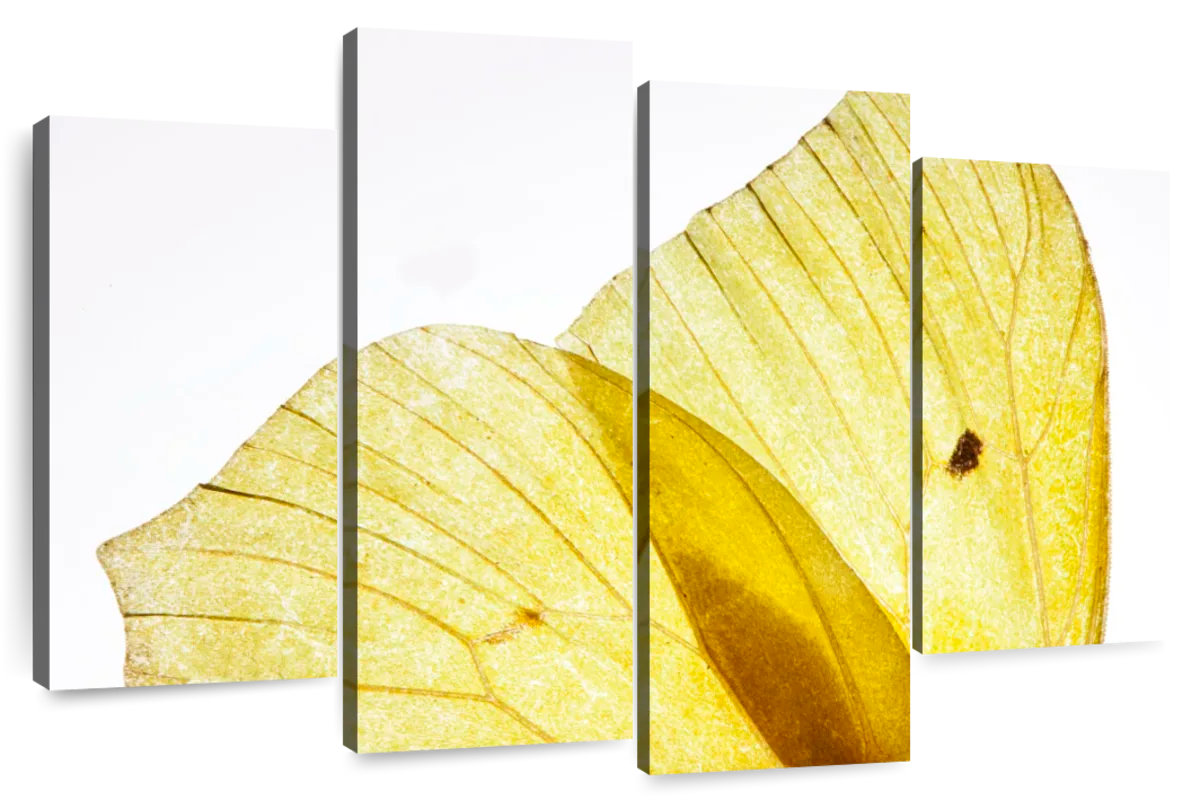 Ebern Designs Brampt Golden Yellow Butterfly Wings | Wayfair