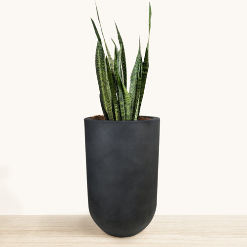 Ebern Designs Petar ECOBO19.7 inches Eco Friendly Round Pot Planter ...