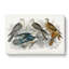 East Urban Home Goshawk, Kite, Falcon & Kestrel by Oliver Goldsmith ...