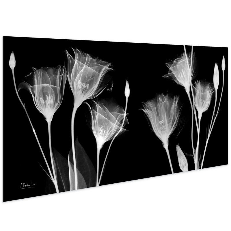 Ebern Designs Gentian Xray On Glass by Albert Koetsier Photograph | Wayfair