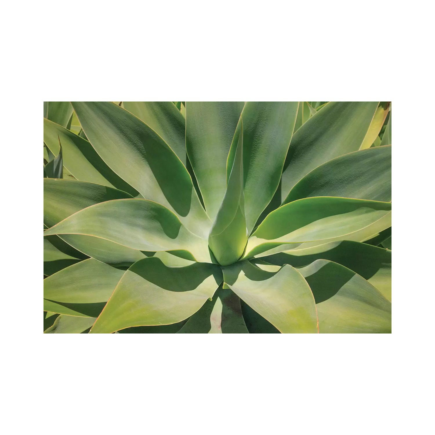 World Menagerie Agave Attenuata, Native to Mexico, Is Often Known as ...
