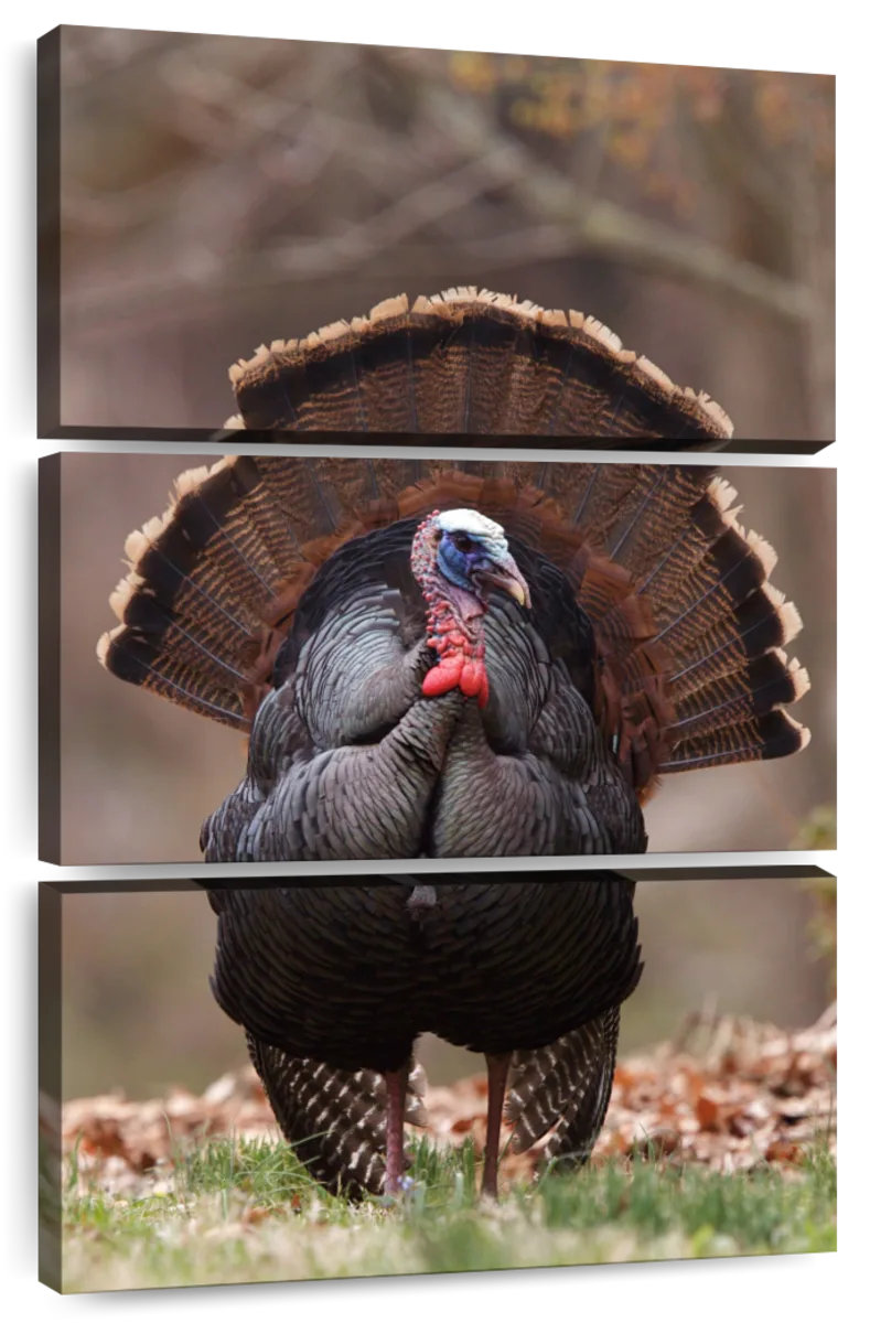 Elephant Stock Strutting Tom Turkey | Wayfair