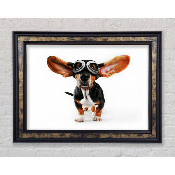 Bright Star Basset Hound Flight - Single Picture Frame Print | Wayfair ...