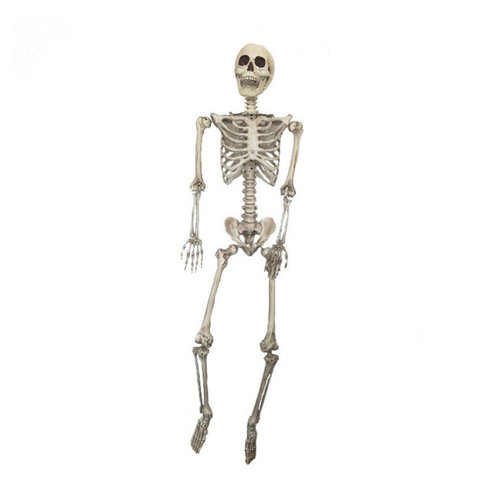 Skeleton | Wayfair