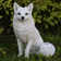 Hi-Line Gift Ltd. Snow Fox Statue & Reviews | Wayfair