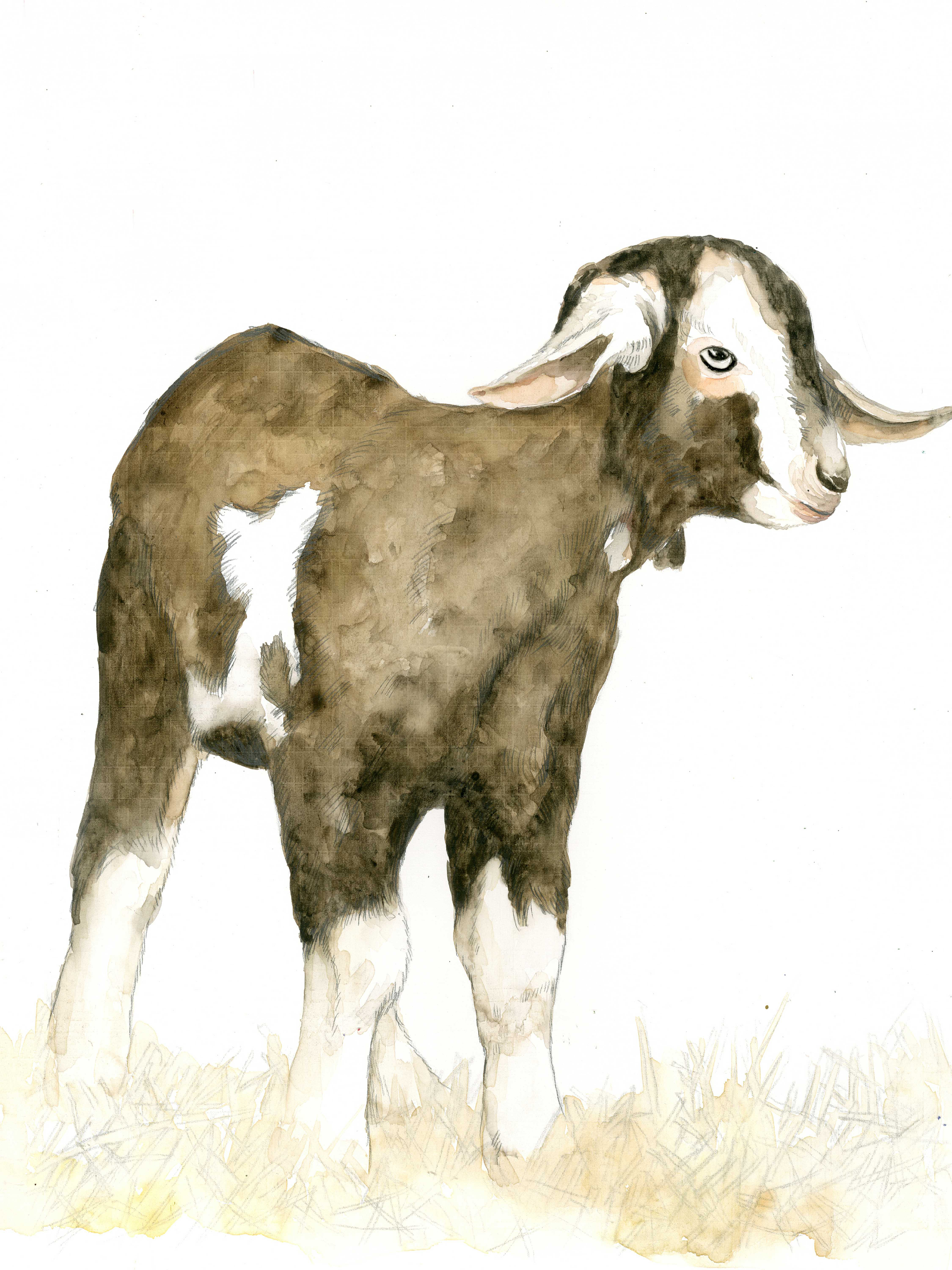 August Grove® The Goat - Wrapped Canvas Print | Wayfair