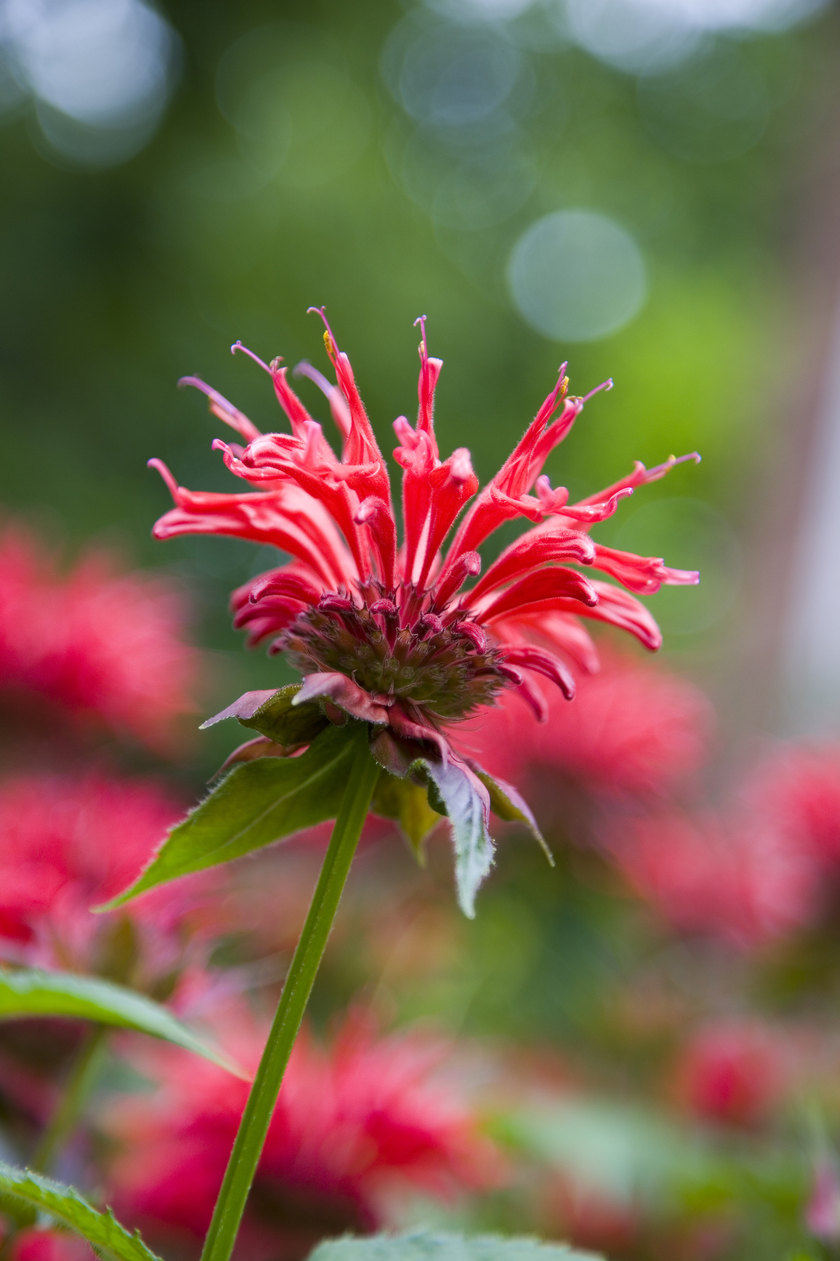 Ebern Designs Red Monarda (Bee Balm) - Wayfair Canada