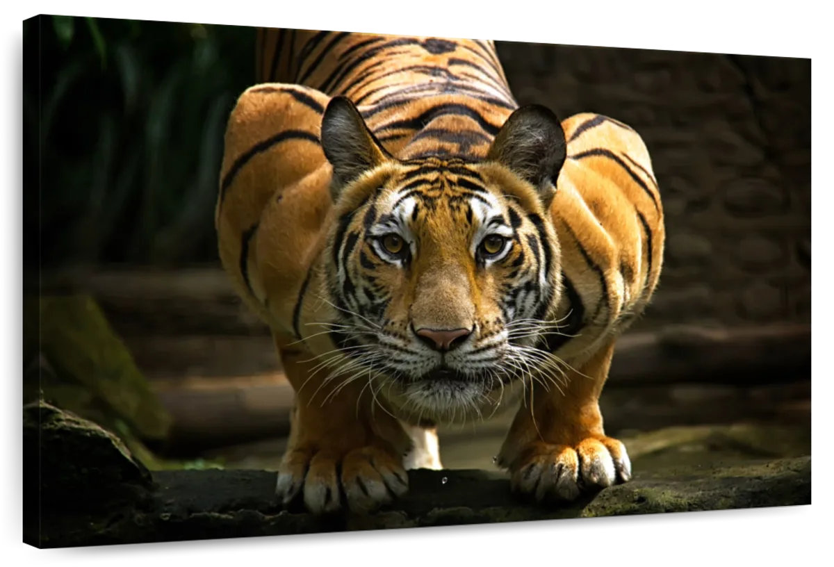 Ebern Designs Brampt Fearless Tiger | Wayfair