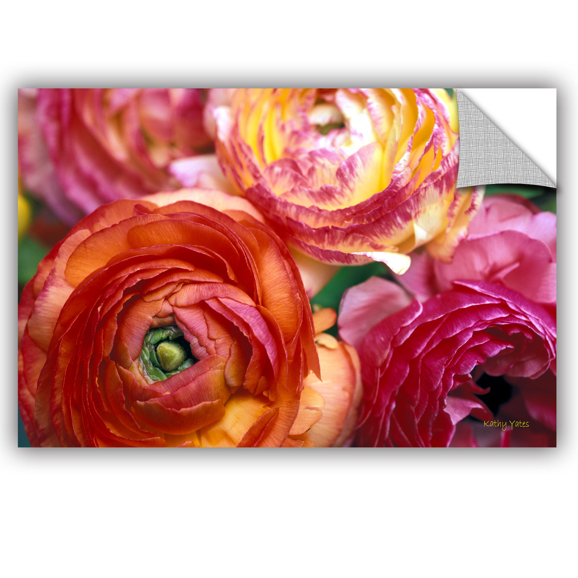 ArtWall ArtApeelz Ranunculus Close Up - Print on Acrylic - Wayfair Canada