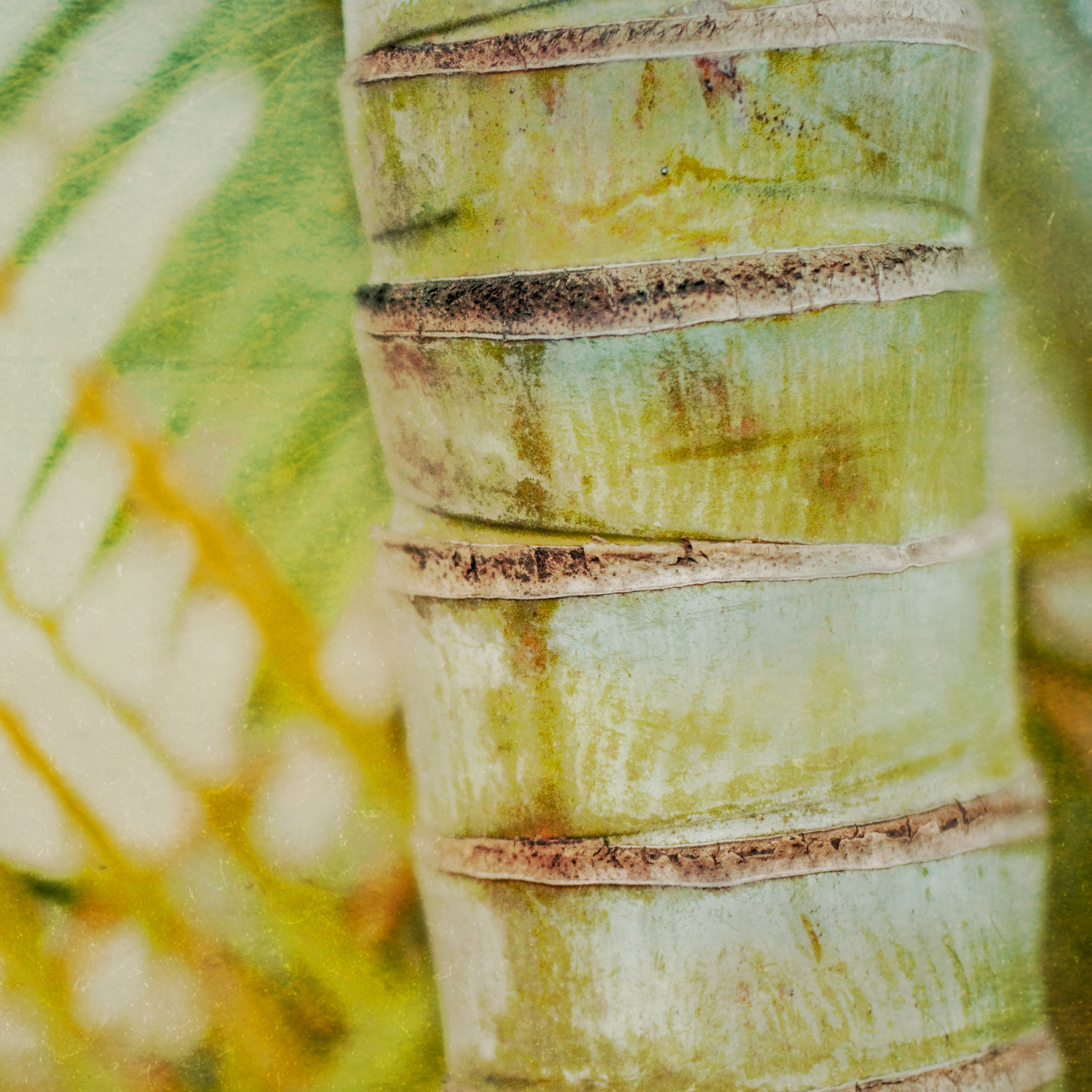 17 Stories Tropical Texture II by Emily Robinson - Wrapped Canvas ...