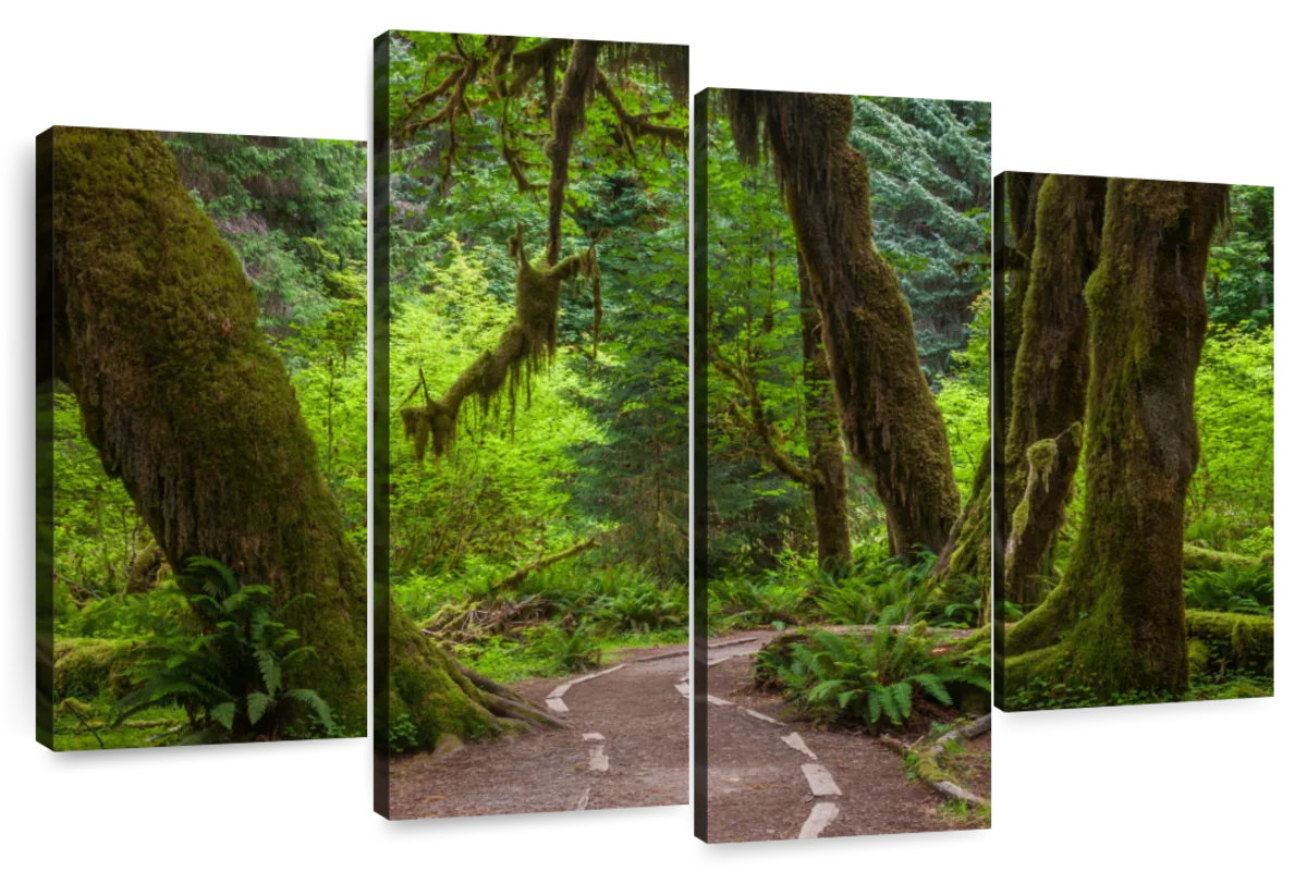 Lark Manor Harnek Hoh Rainforest Trail - Wayfair Canada