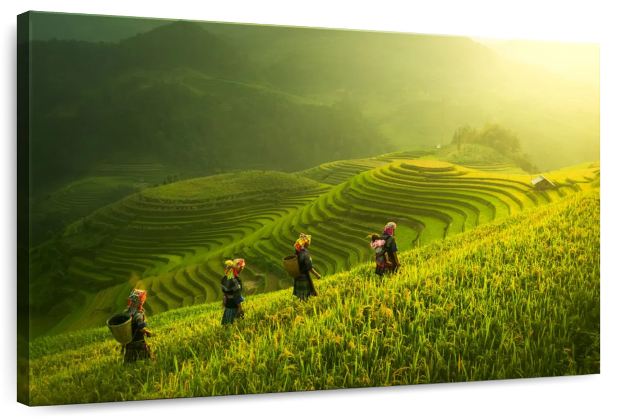 Ophelia & Co. Mu Cang Chai Farm Landscape - Wayfair Canada