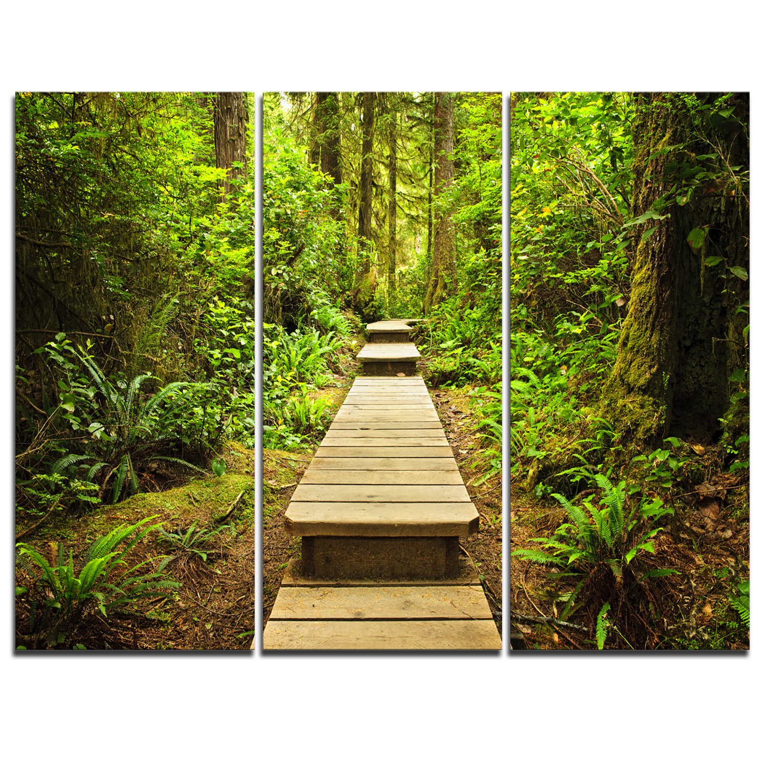 Design Art Path in Temperate Rainforest - 3 Piece Graphic Art on ...