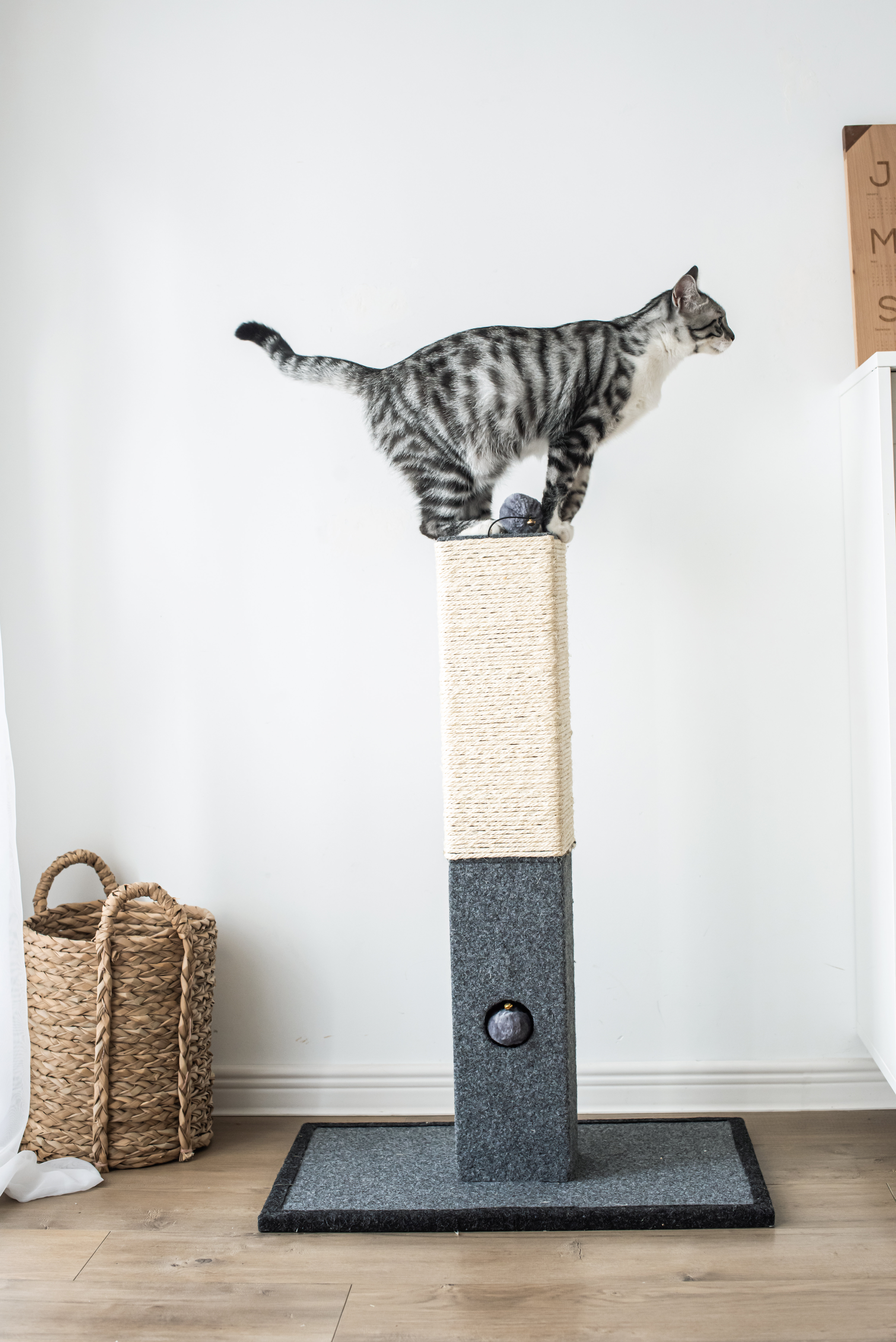 Catry 32" Scratching Post & Reviews | Wayfair