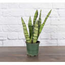 Thorsen's Greenhouse Live Zeylancia Snake Plant & Reviews | Perigold