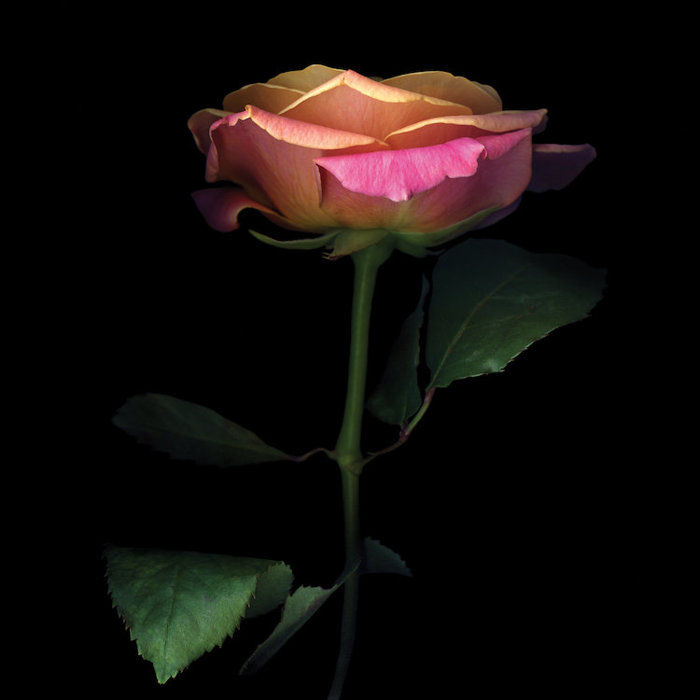 Red Barrel Studio® The Glowing Rose Photographic Print on Wrapped ...