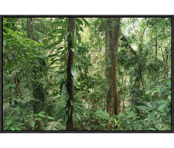 East Urban Home " Tropical Rainforest Interior " - Wayfair Canada