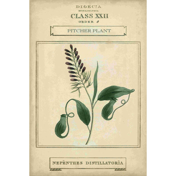 Rosalind Wheeler Linnaean Botany II - Wayfair Canada