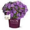 Encore Azalea 1 Gallon Autumn Lilac Encore Azalea - Compact Reblooming ...