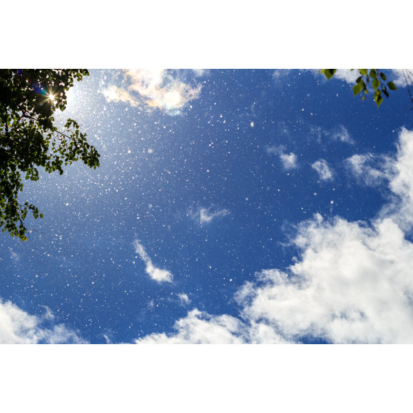 Ebern Designs Poplar Fluff Flies On Canvas Print | Wayfair